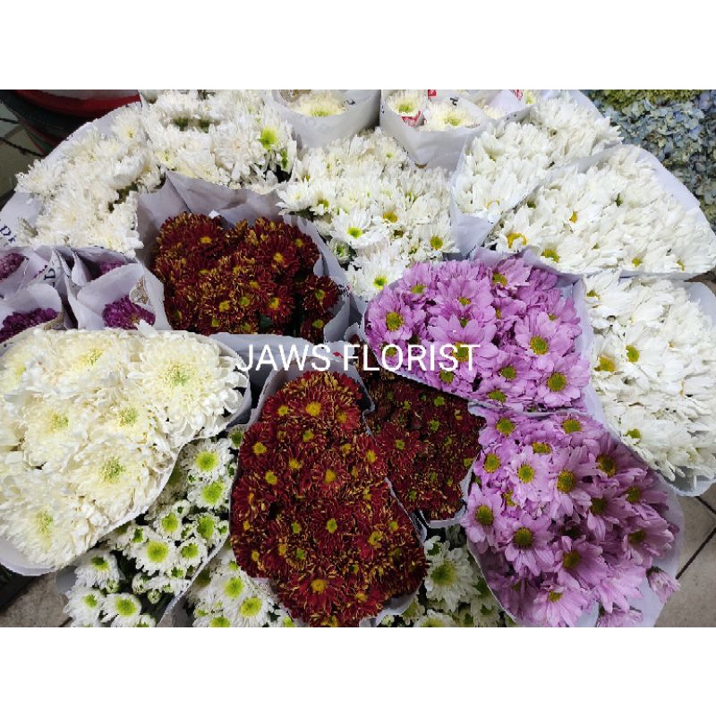 Jual Bunga Aster | Shopee Indonesia