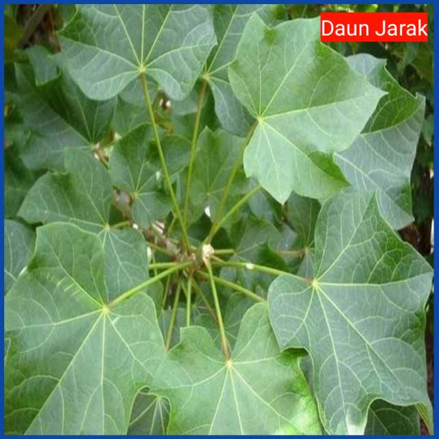 Jual Daun Jarak Pagar 50 Lembar | Shopee Indonesia