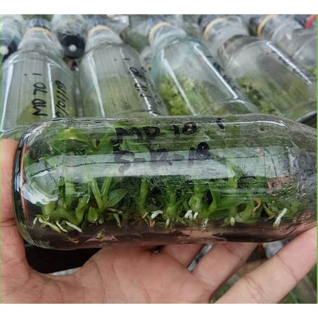 Jual Bibit Anggrek Botol DENDROBIUM LASIANTHERA | Shopee Indonesia