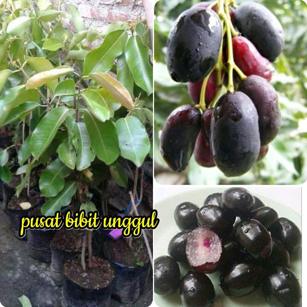 Jual Benih Bibit Buah Juwet Jamblang Hitam Super R*) | Shopee Indonesia