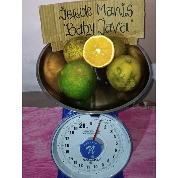 Jual Jeruk Baby Java Manis (Fresh baru petik) | Shopee Indonesia