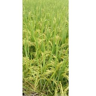 Jual KTUY benih padi MR 323 original 5kg 485WEP | Shopee Indonesia