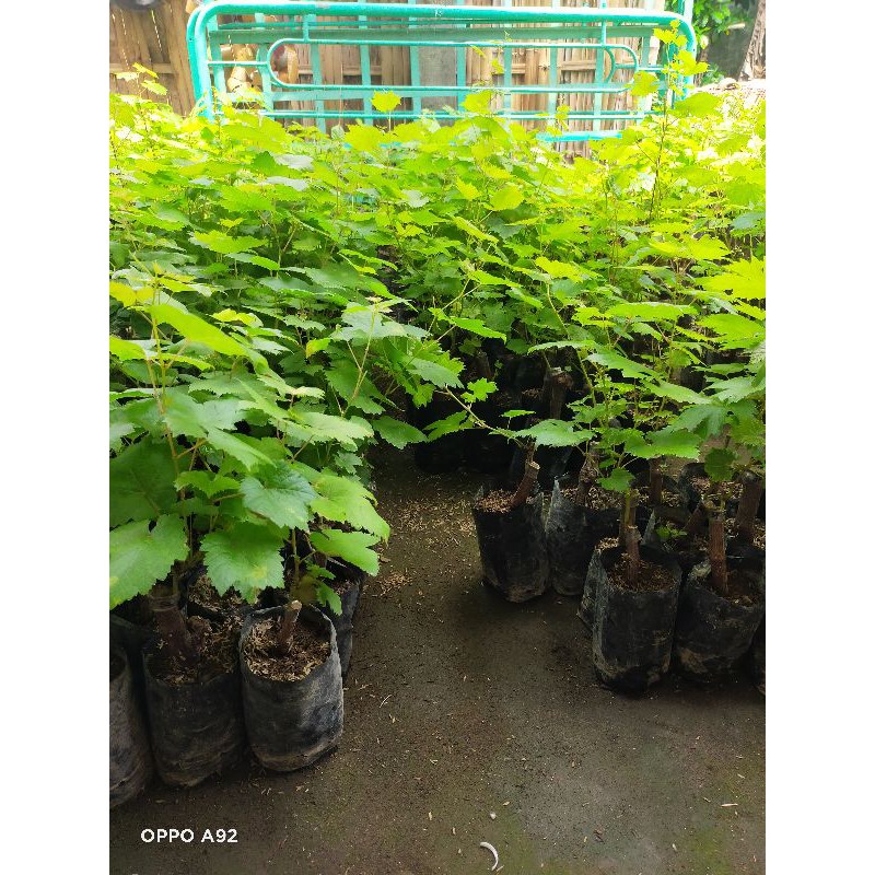 Jual ANGGUR HAROLD | Shopee Indonesia