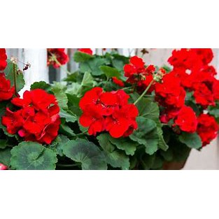 Jual Tanaman Geranium Bunga Merah | Shopee Indonesia