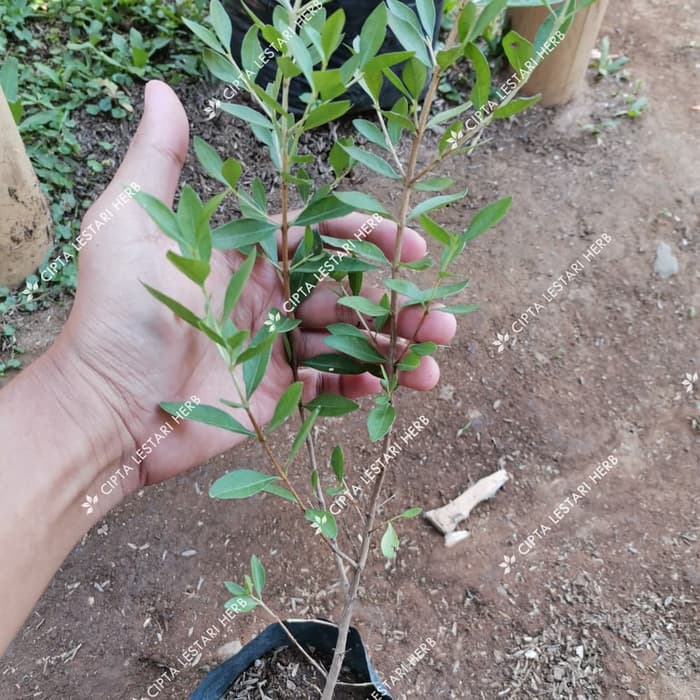 Jual Bibit Pohon Pacar Arab - Tanaman Pewarna Kuku Pohon Daun Henna ...