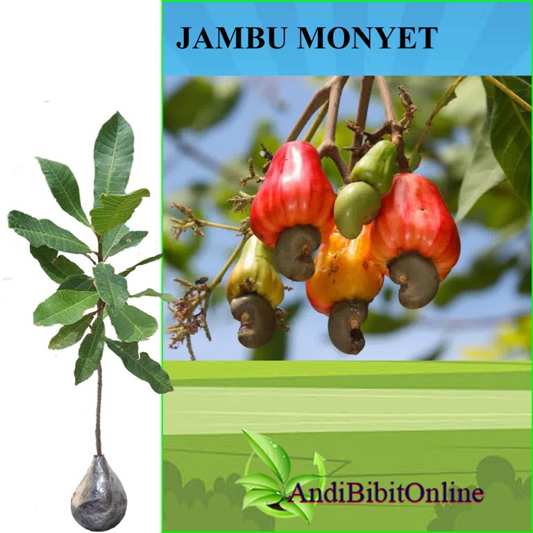 Jual Tanaman Jambu Monyet / Jambu Mede / Jambu Mete (Tinggi 40-60 cm ...