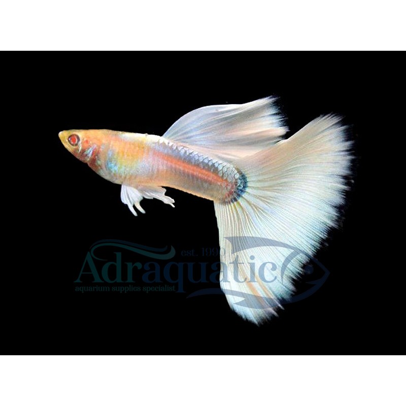 Jual (INSTANT BANDUNG) IKAN HIAS GUPPY AFP ALBINO FULL PLATINUM AIR TAWAR AQUARIUM | Shopee ...