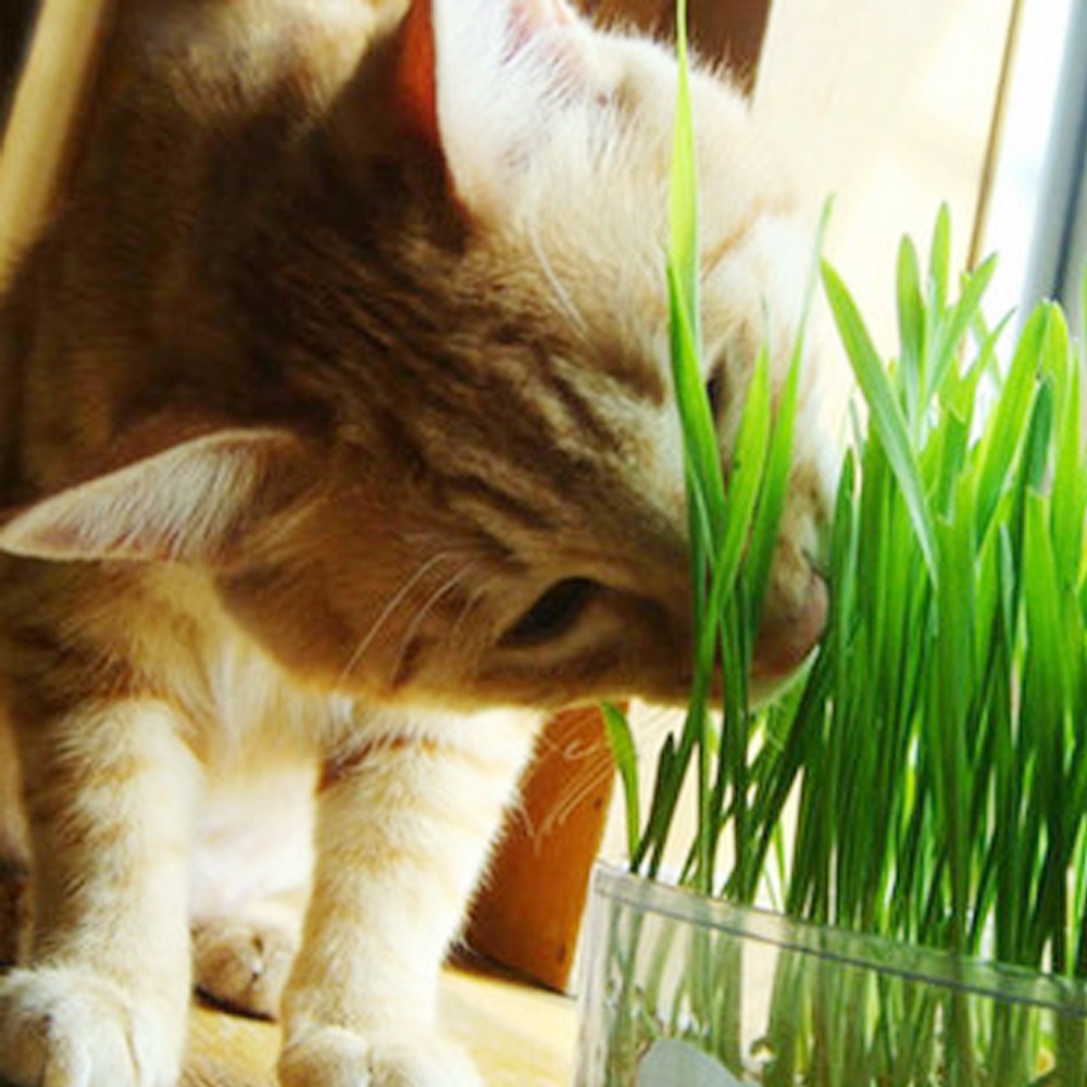 Jual Benih Rumput Kucing 50 gr Bibit Rumput Kucing Biji Rumput Gandum ...