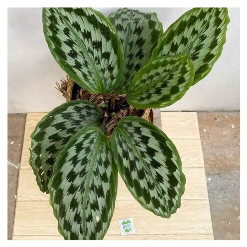 Jual Tanaman Hias Merak - meranti merak - calathea merak- tanaman hias ...