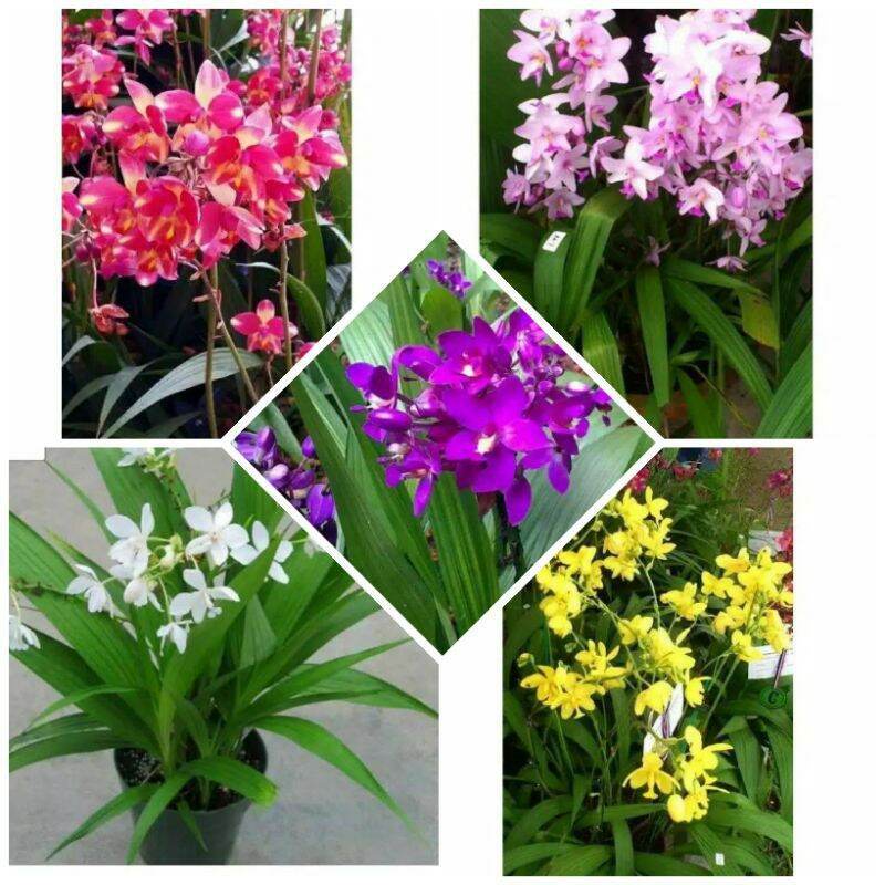 Jual ANGGREK TANAH DEWASA//anggrek tanah paket 5 (tanaman hidup bunga ...