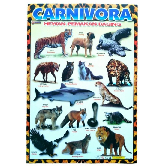 Jual POSTER ANAK EDUKASI KARNIVORA/HEWAN PEMAKAN DAGING | Shopee Indonesia
