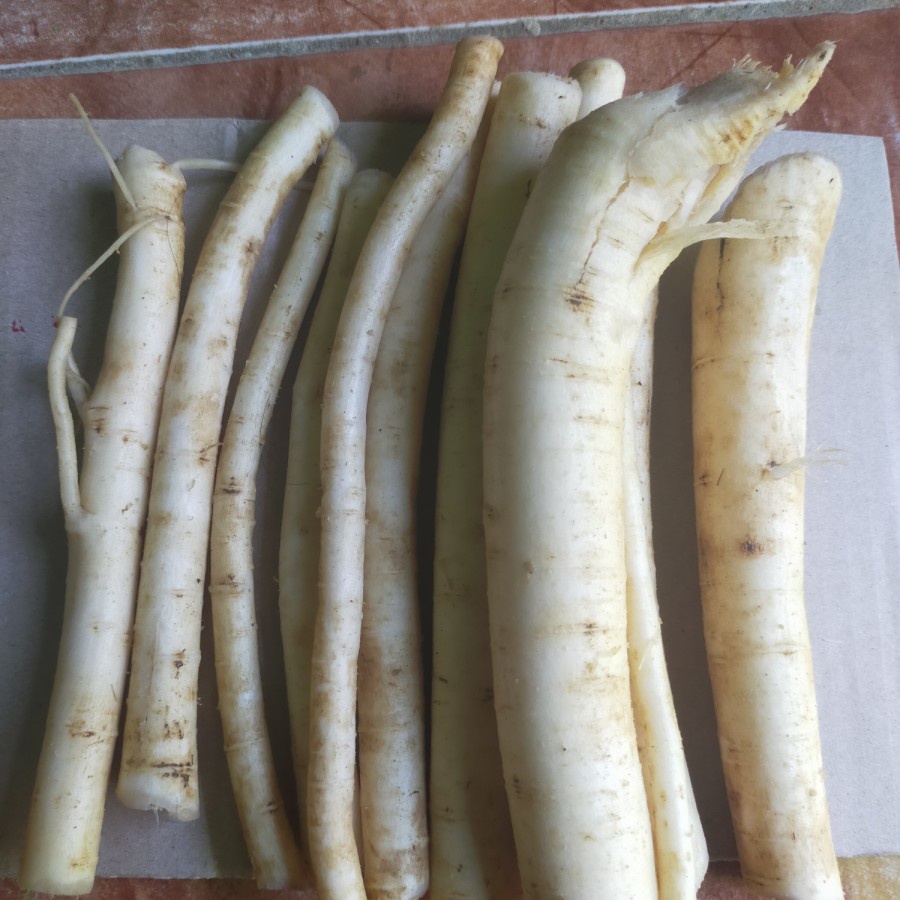 Jual akar pepaya gantung - akar pepaya segar 1kg | Shopee Indonesia