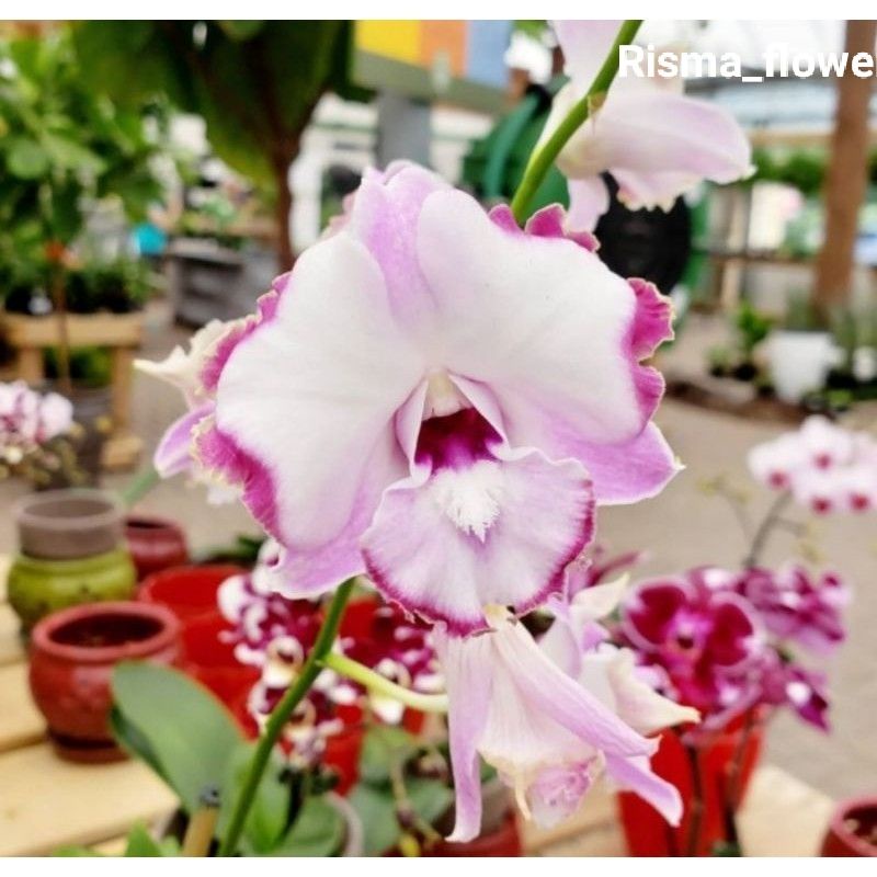 Jual ANGGREK DENDROBIUM TUESDAY DELIGHT SUDAH SPIKE ( TANAMAN ANGGREK ...