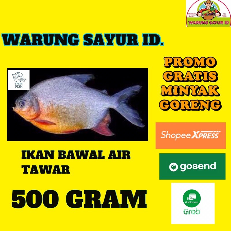 Jual IKAN BAWAL SEGAR 500 GRAM | IKAN SEGAR | IKAN ONLINE | Shopee ...