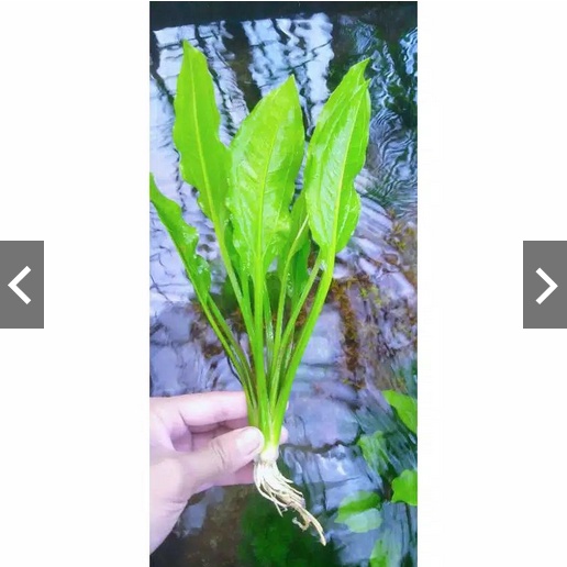 Jual Amazon sword tanaman aquascape/Ecinodurus Amazon Sword | Shopee ...