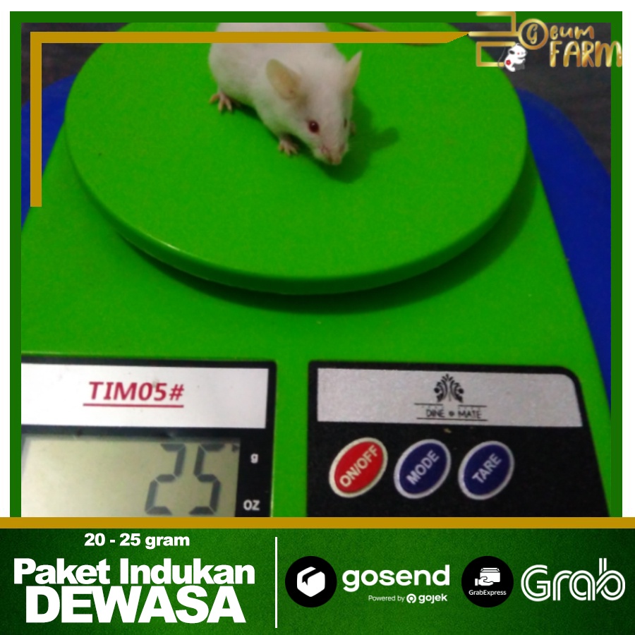 Jual Mencit Paket INDUKAN | DEWASA Tikus Putih (1 Jantan 3 Betina ...