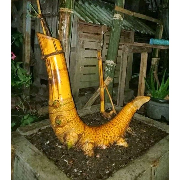 Jual Bahan bonsai bambu kuning dongkelan | Shopee Indonesia