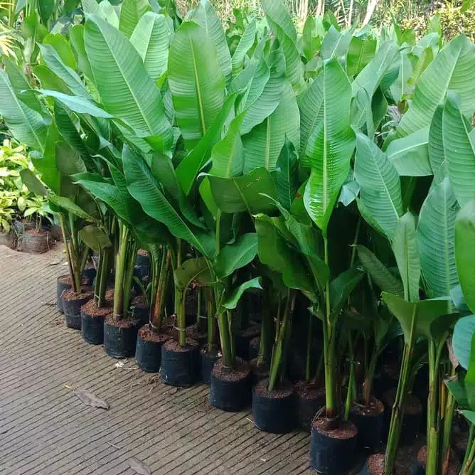 Jual Pohon Pisang Karibai - Tanaman Hias Pisang Karibay | Shopee Indonesia
