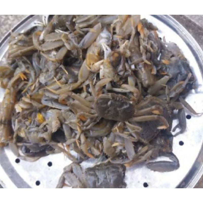 Jual Jangkang Pantai Lunak Fresh @500gr | Shopee Indonesia