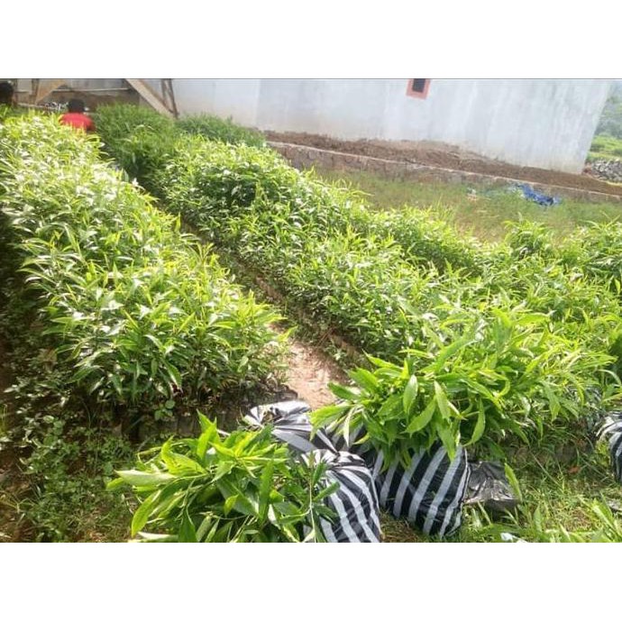 Jual Sp” Jual Bibit Tanaman Pohon Kayu Jenitri Genitri Super - Benih ...