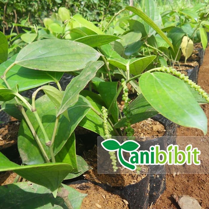 Jual Bibit Lada Rambat Pohon Buah Merica Panjat Rambai | Shopee Indonesia
