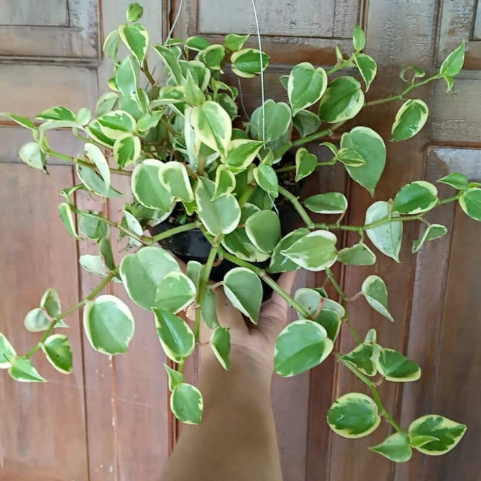 Jual Tanaman hias teplant terang bulan varigata - tanaman hias pot ...