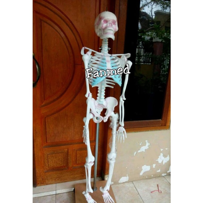 Jual Manekin Kerangka Patung Tengkorak manusia Full Body Pria / Wanita ...