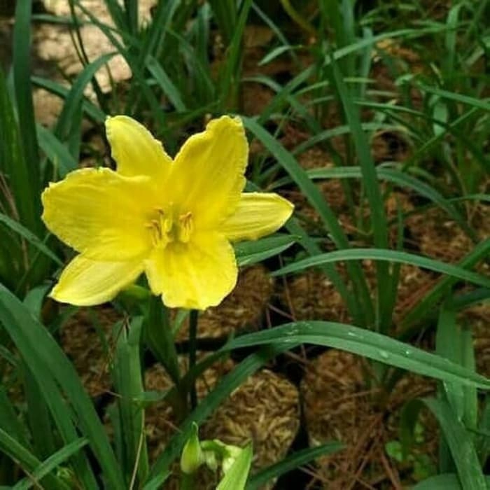 Jual promo! tanaman hias lily day kuning - semak Lily kuning | Shopee ...