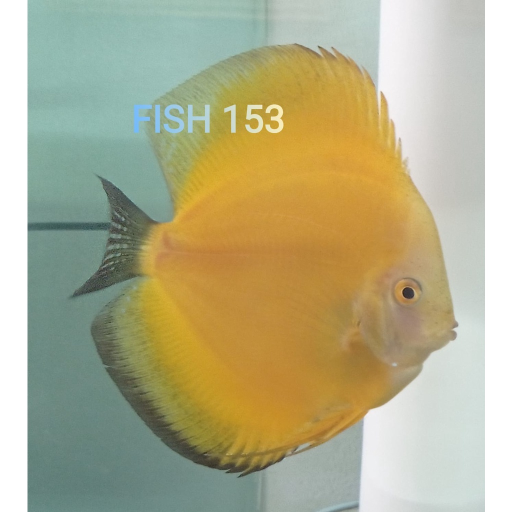 Jual Discus Yellow Golden Kuning 1,5 cm s/d 2" inch | Shopee Indonesia