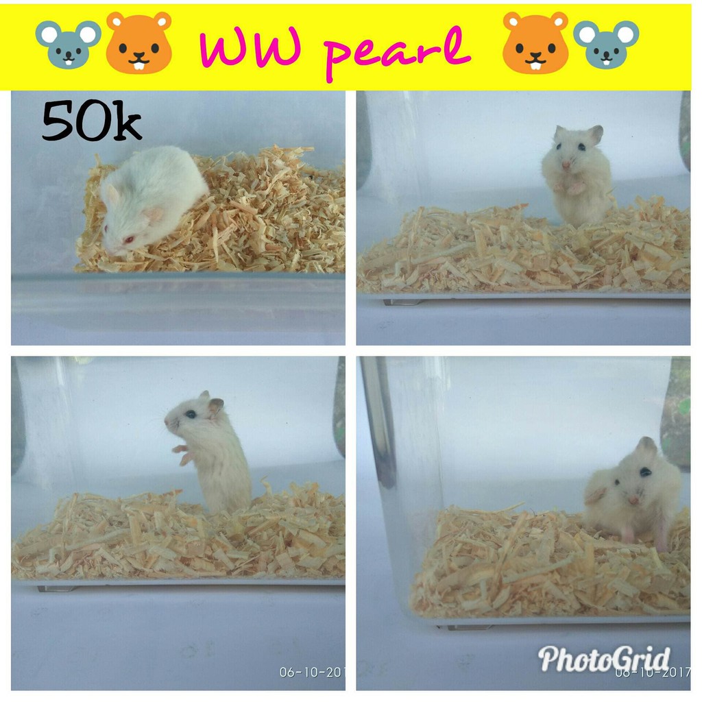 Jual Hamster Winter White Pearl | Shopee Indonesia