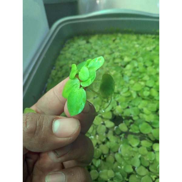 Jual tanaman frogbit/amazon frogbit/mata lele/tanaman air/lemna ...