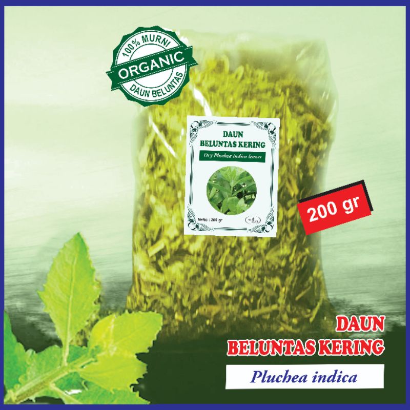Jual daun beluntas kering/Pluchea Indica. 200 gram | Shopee Indonesia
