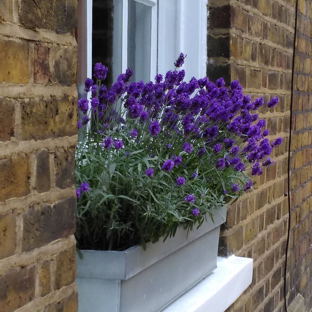 Jual Tanaman hias LAVENDER English asli TERMURAH daun wangi | Shopee ...