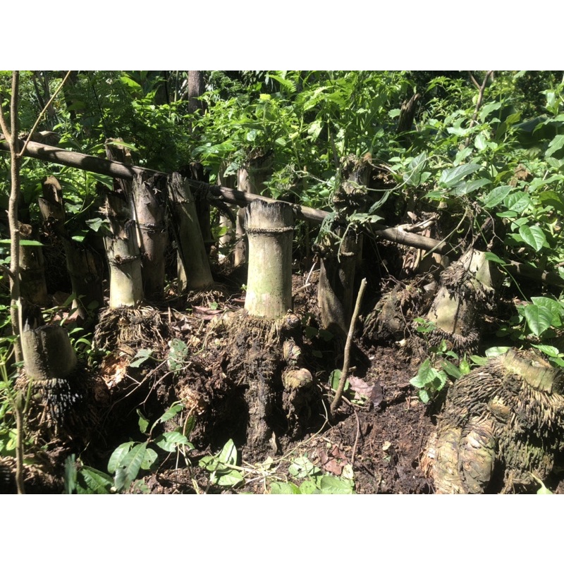 Jual humus akar bambu 1kg | Shopee Indonesia