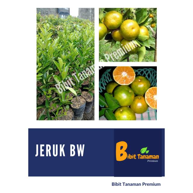 Jual BIBIT JERUK BW/MADU (BIBIT TANAMAN PREMIUM) | Shopee Indonesia