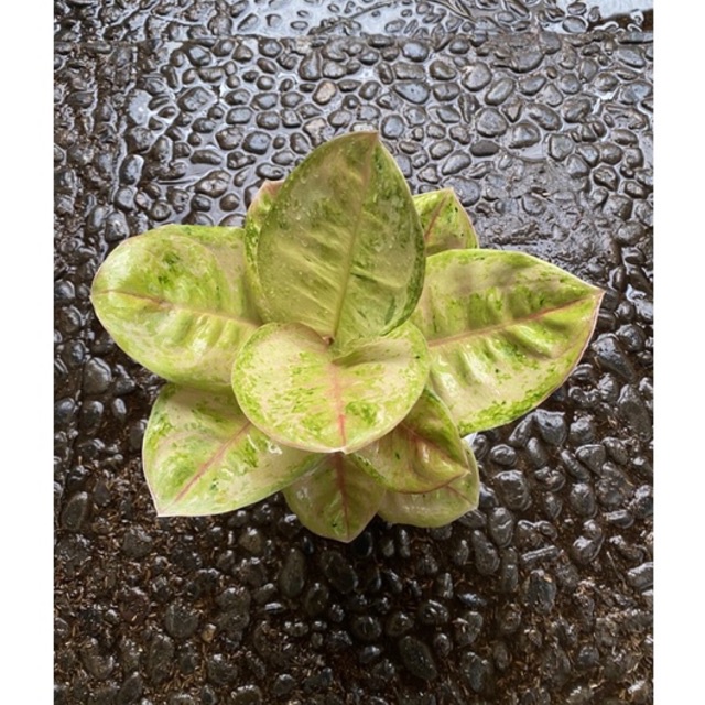 Jual Ayu Green Mutasi ( Tanaman Hias Aglonema / Aglaonema ) | Shopee ...