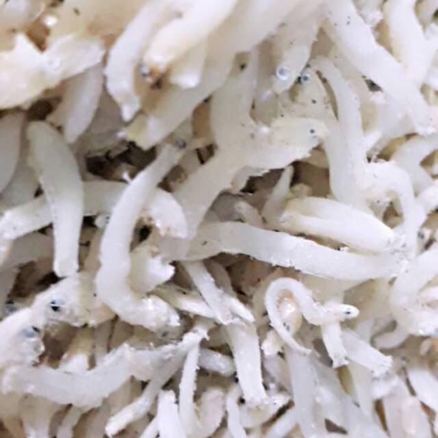 Jual Ikan teri nasi tauge asli medan putih bersih ada kemasan 100 gr ...