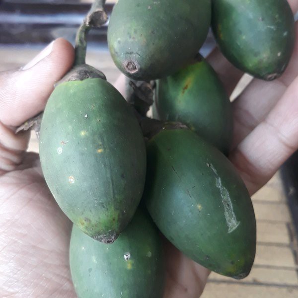 Jual Buah Pinang Muda, pinang muda Kemasan 1 Kg | Shopee Indonesia