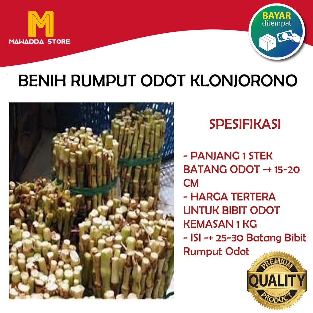 Jual Bibit Rumput Odot Super Jumbo Benih Rumput Odot Berkualitas Pakan ...