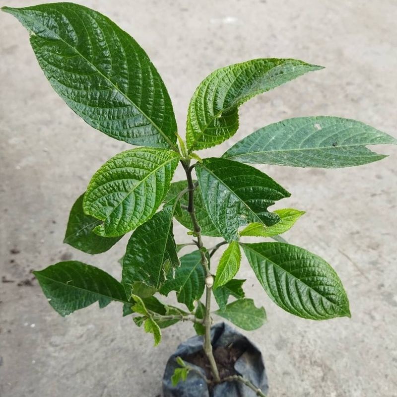 Jual Tanaman Daun kijibeling pecah beling per bibit | Shopee Indonesia