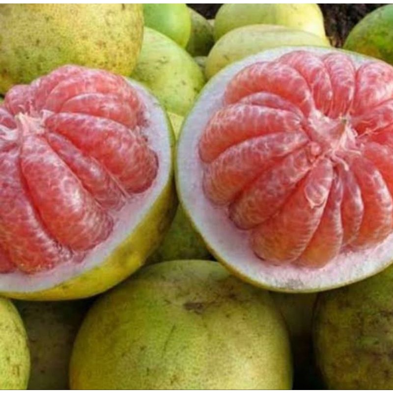 Jual Jeruk Bali 1kg | Shopee Indonesia