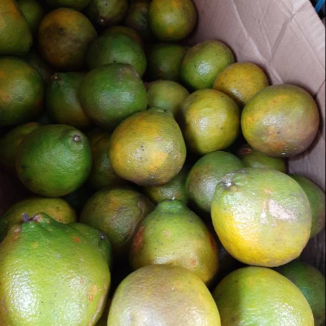 Jual Jeruk Susu Pontianak harga per kilo | Shopee Indonesia