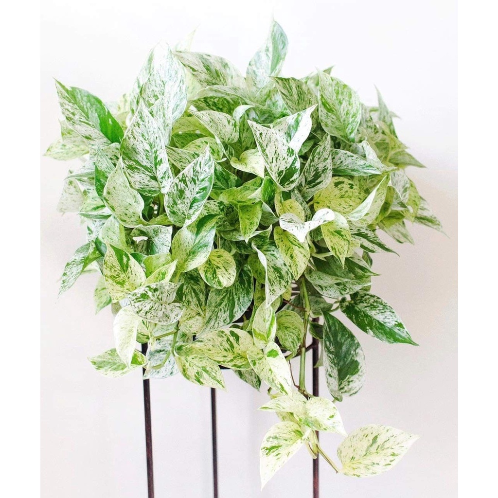 Jual Tanaman hias POT GANTUNG epipremnum marble queen variegated ...