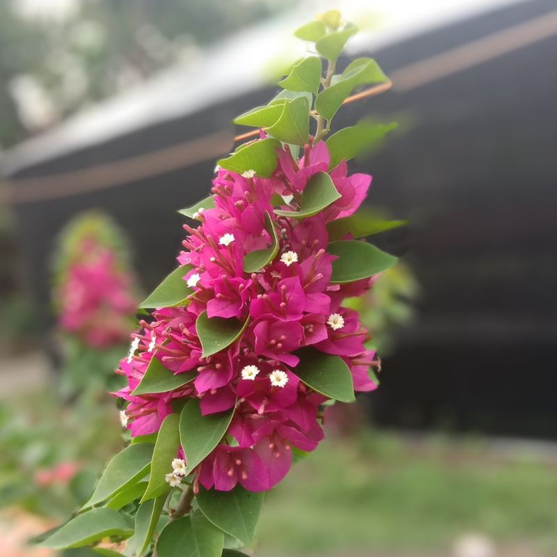 Jual Bugenvil Singapura polos merah fanta bibit | Shopee Indonesia