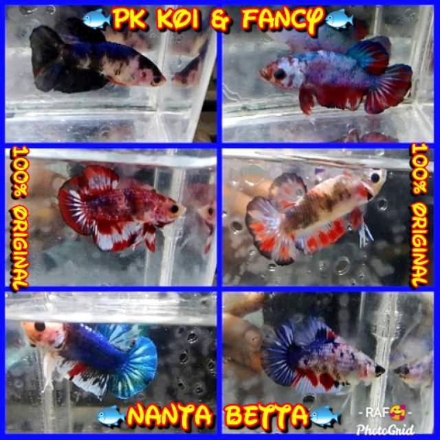 Jual Plakat NEMOXY, KOIXY & FANCY (Bahan) | Shopee Indonesia