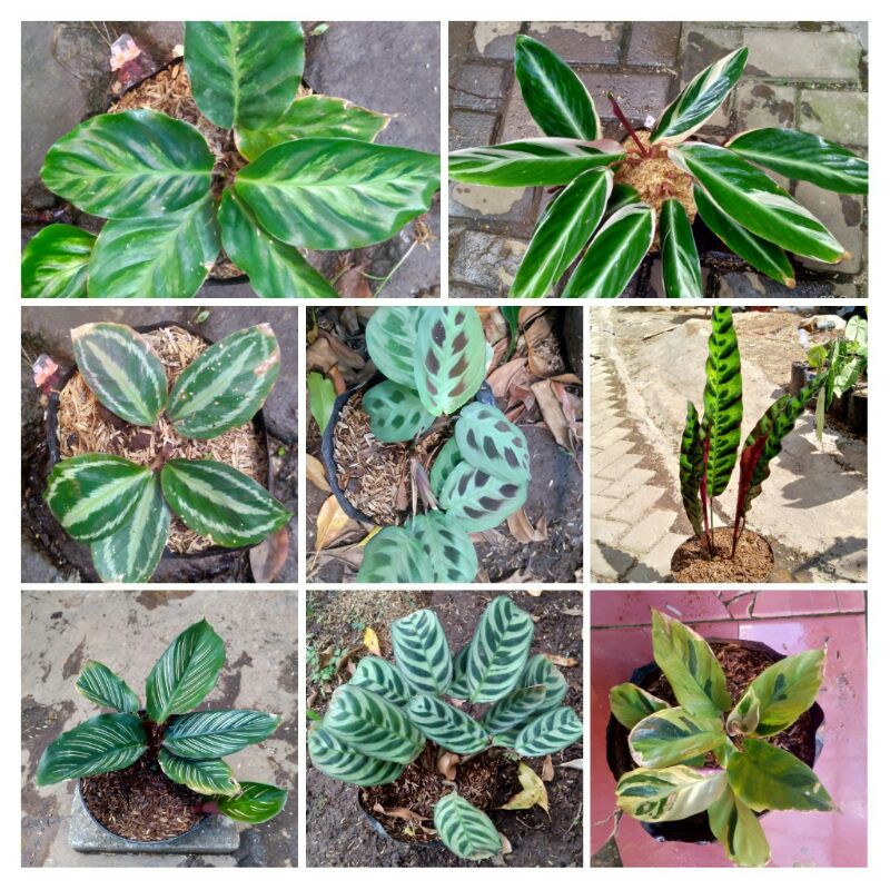 Jual paketan tanaman hias 8 jenis calathea/maranta | Shopee Indonesia