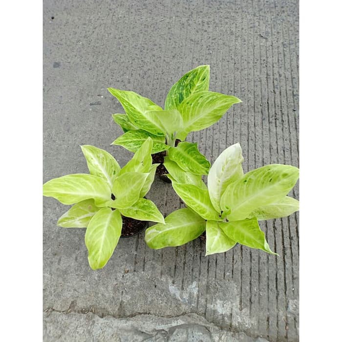 Jual Terviral !! SUNDROP BESAR - Tanaman Hias Aglaonema Aglonema KJ08 ...