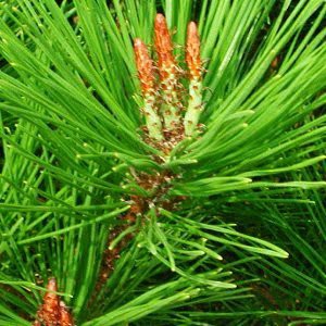 Jual Daun Pinus Segar 1 Kg | Shopee Indonesia