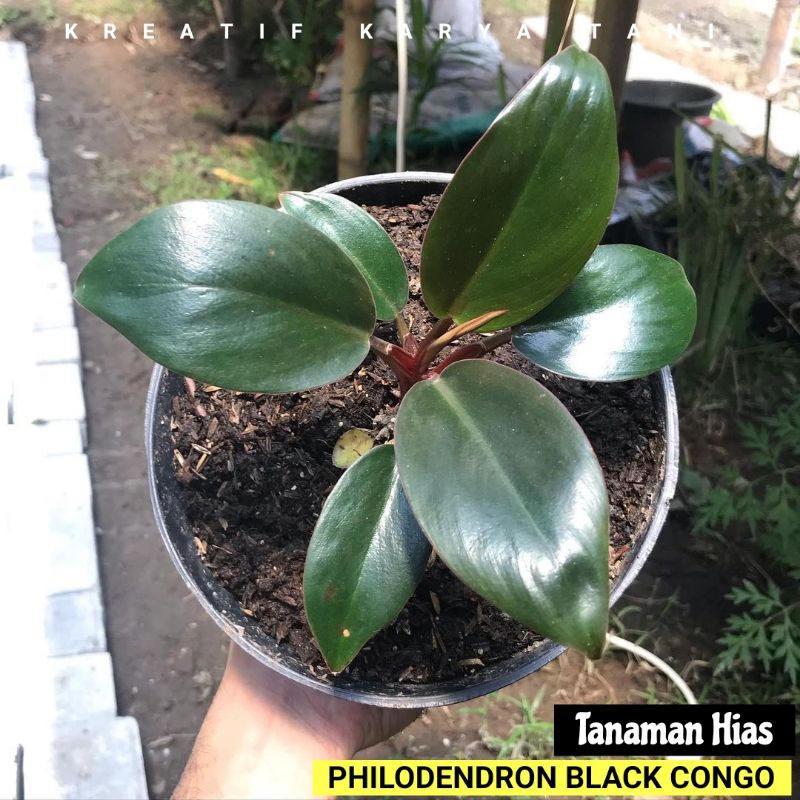 Jual Tanaman hias philodendron black congo - Philo black congo | Shopee ...