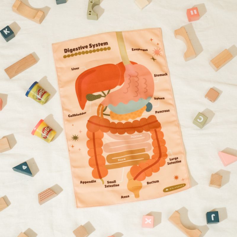 Jual Digestive System Learning Kit – Set Belajar Sistem Pencernaan ...